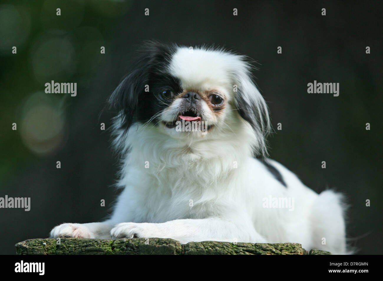 Japanese chin dog hi-res stock photography and images - Alamy