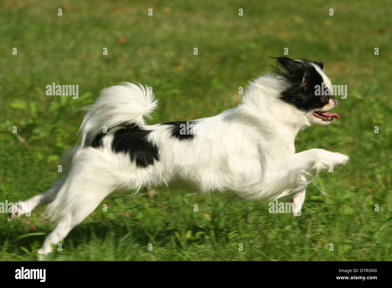 Japanese chin dog hi-res stock photography and images - Alamy
