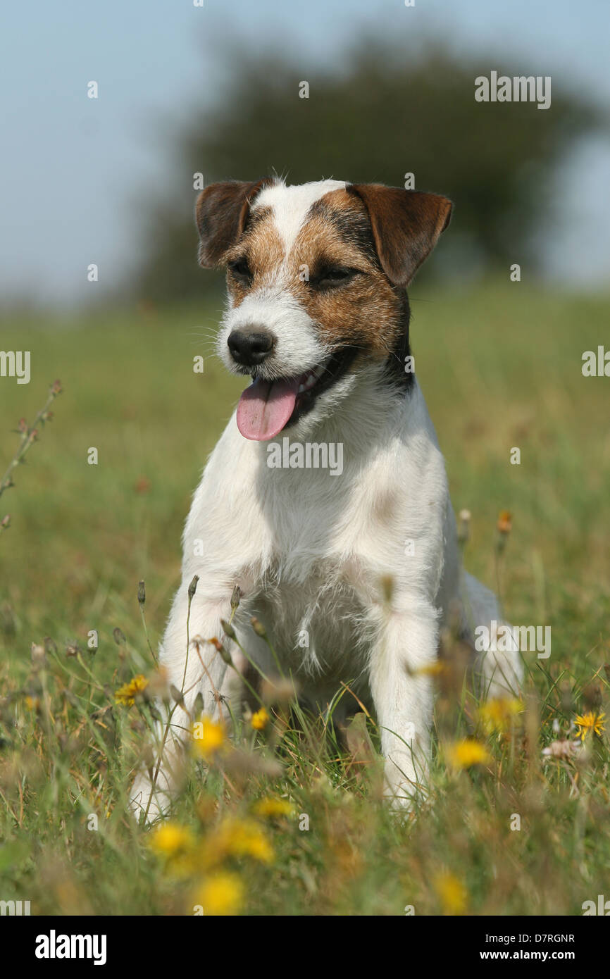 Parson Russell Terrier Stock Photo - Alamy