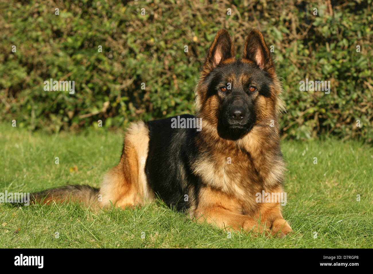 Old German Shepherd Stock Photo - Alamy