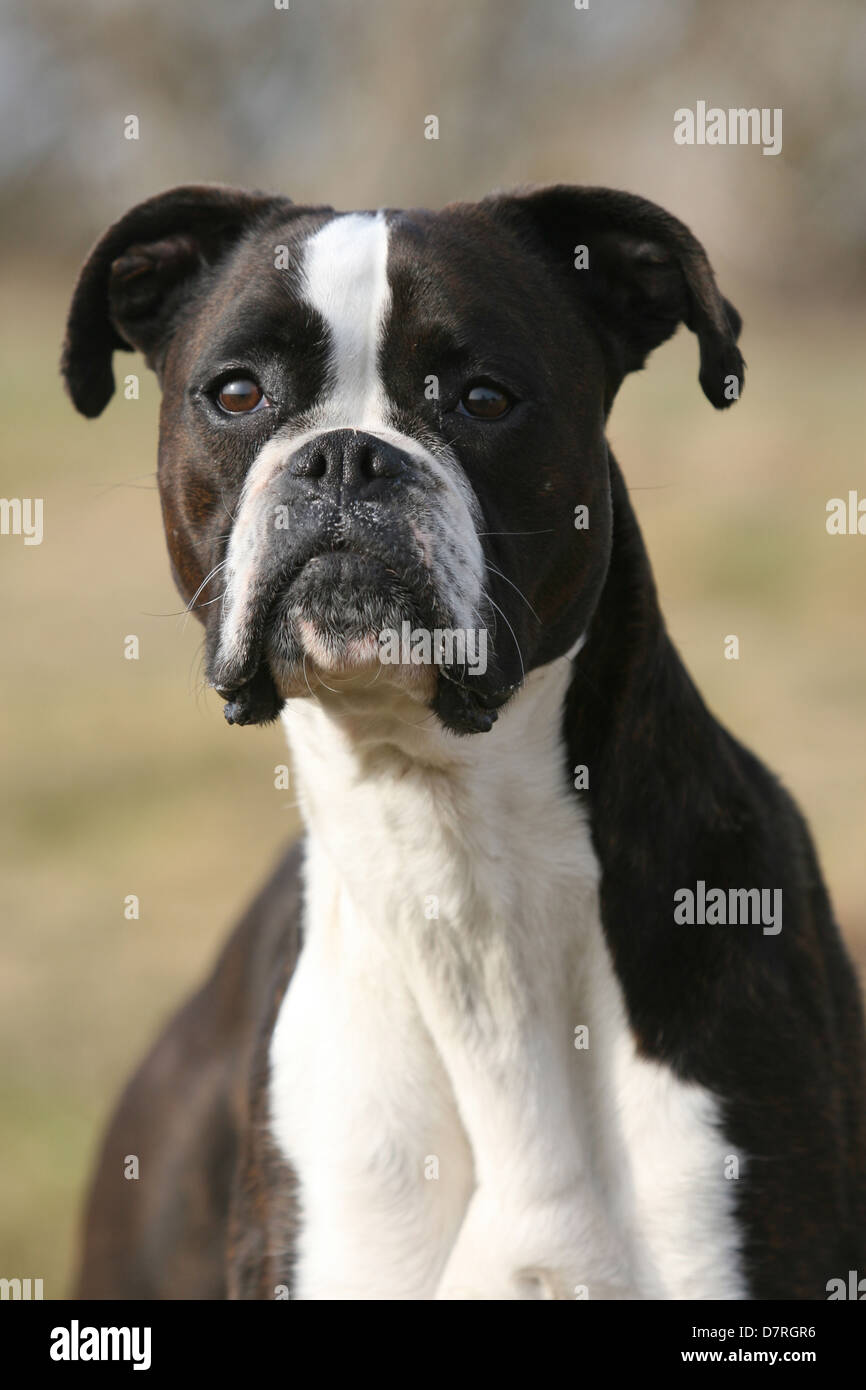 German Boxer portrait Stock Photo - Alamy