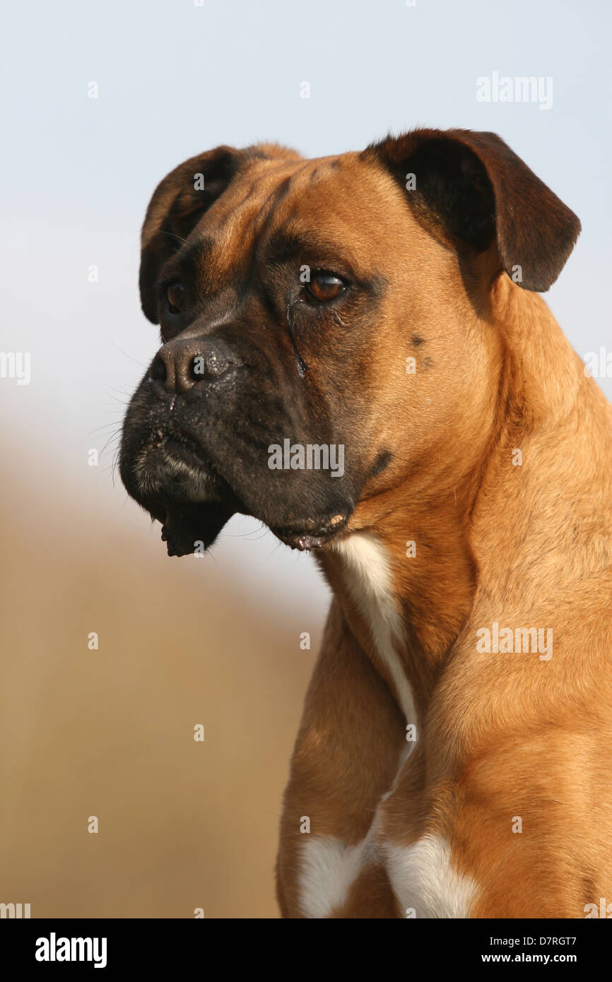 German Boxer portrait Stock Photo - Alamy