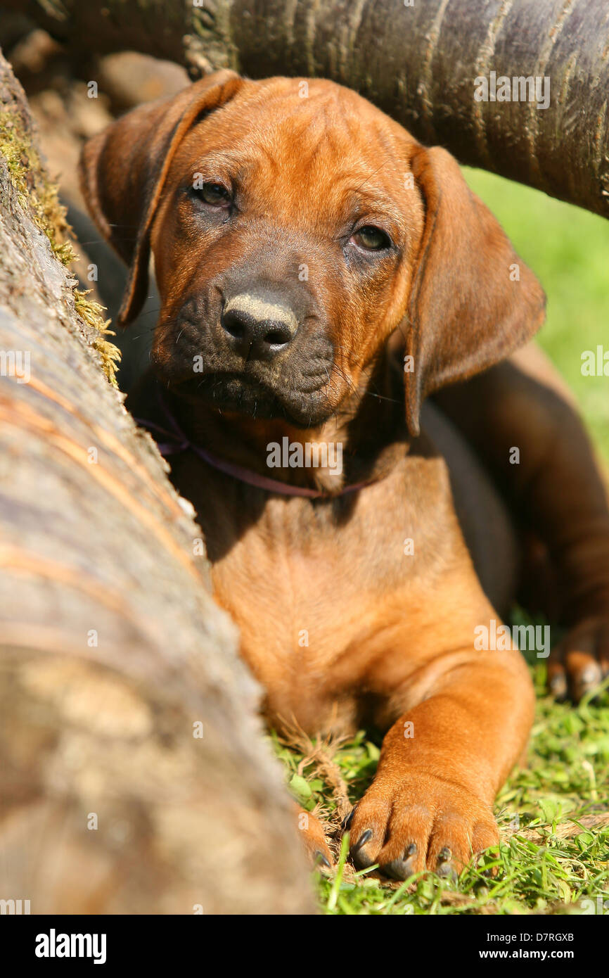 Rhodesian Ridgeback Puppy Stock Photo - Alamy
