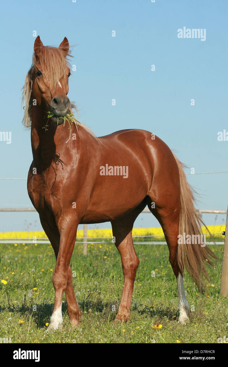 Pedigree stallions hi-res stock photography and images - Alamy