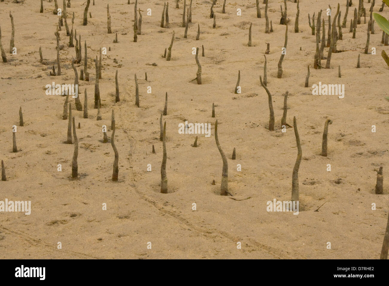 Mangrove breather roots Stock Photo - Alamy