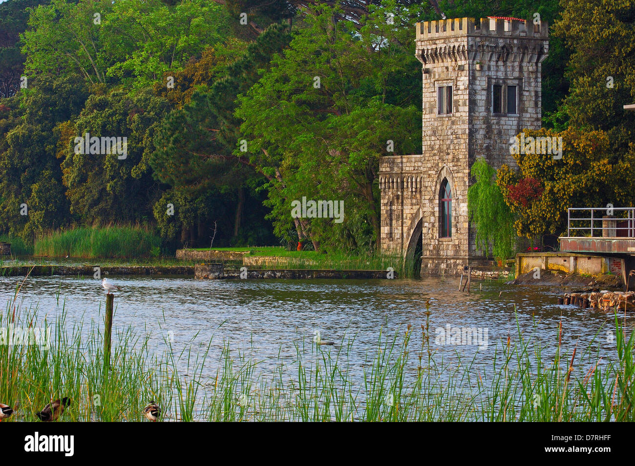 Massaciuccoli Lake, Torre del Lago Puccini, Viareggio, Lucca Province ...