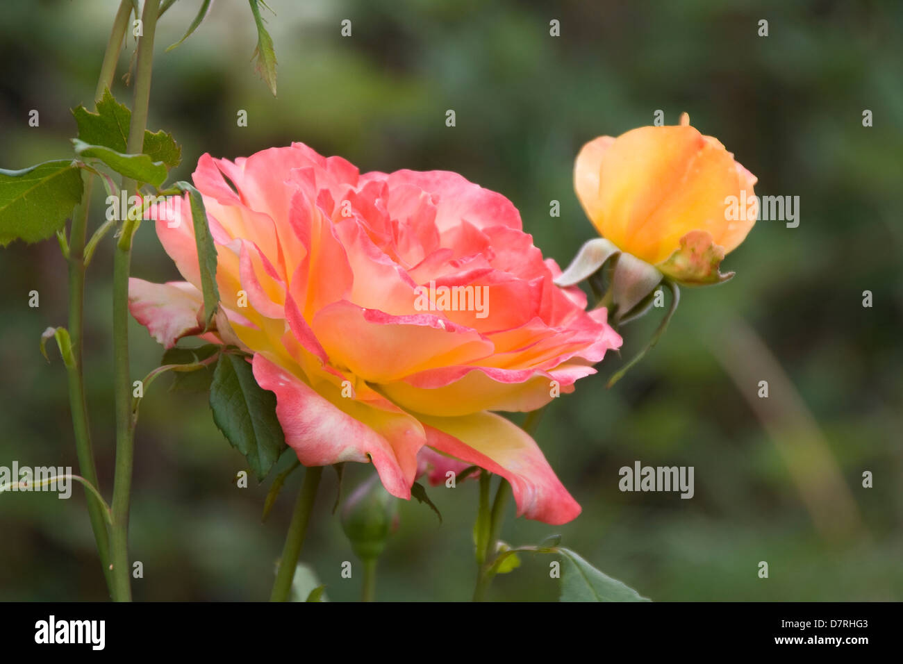 Pretty australian flower hi-res stock photography and images - Alamy