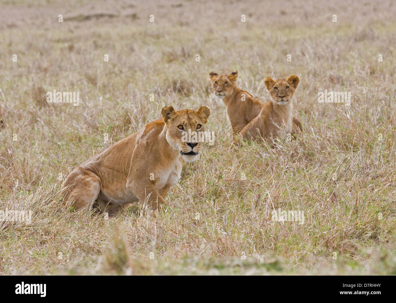 3 lionesses hi-res stock photography and images - Alamy