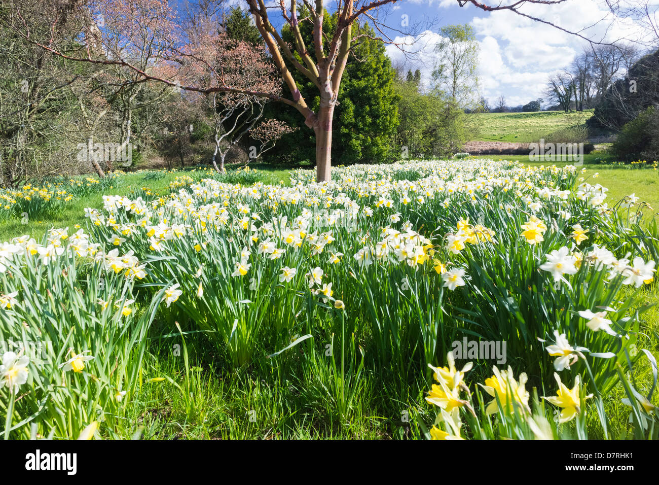 Howick hall and gardens hi-res stock photography and images - Alamy