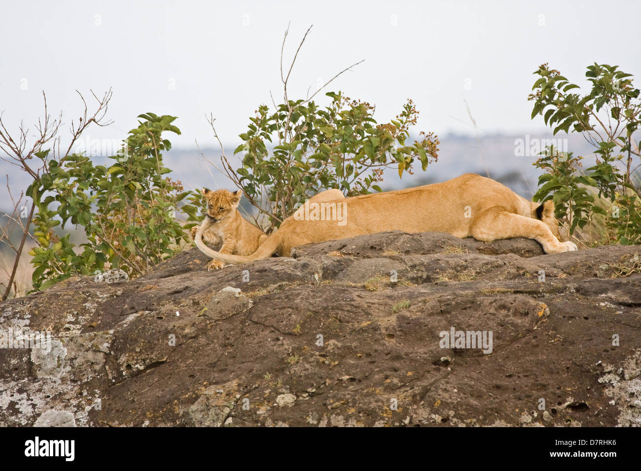 Lion with 2 tails hi-res stock photography and images - Alamy