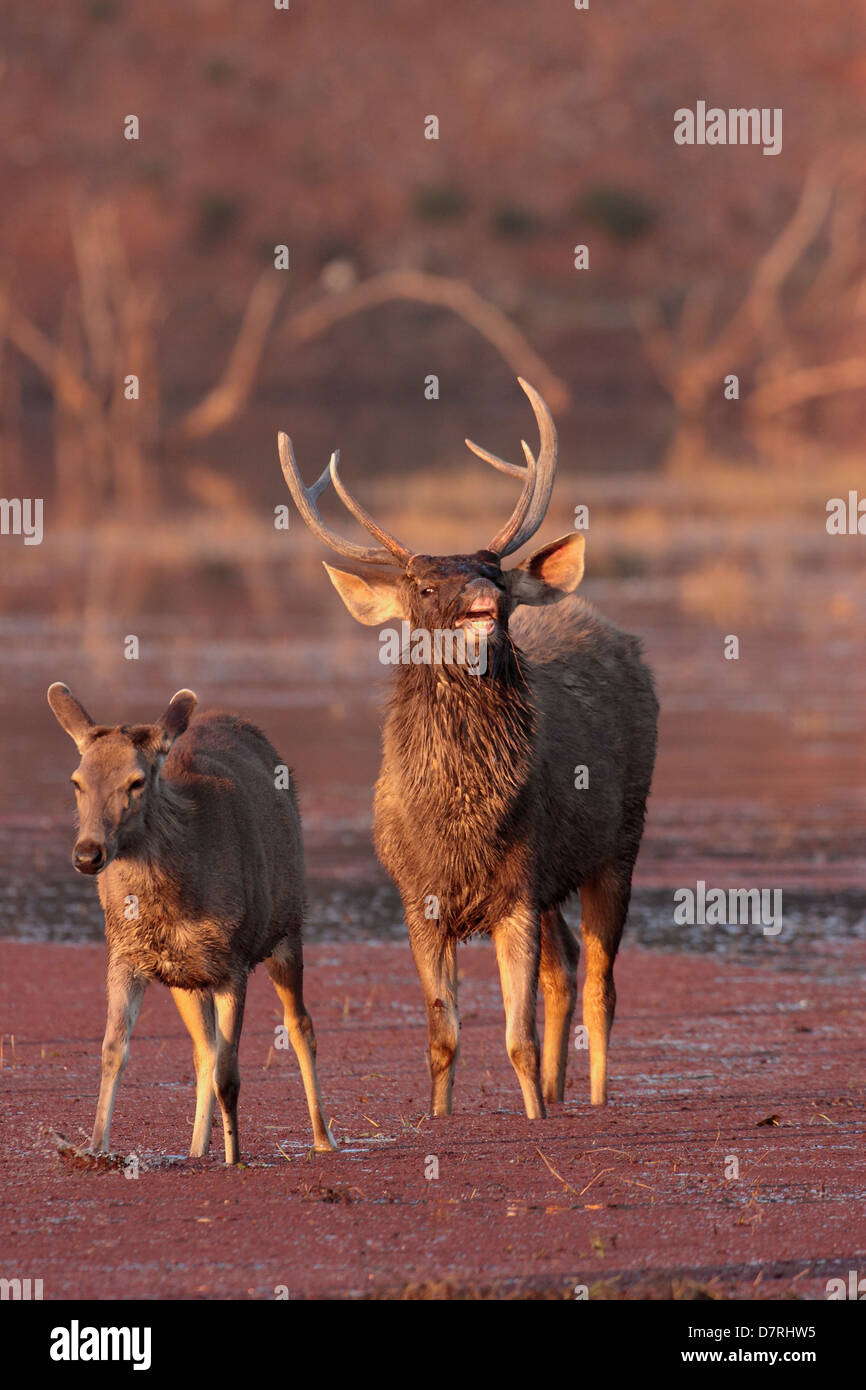 A sambar stag exhibiting flehmen during rutting season in ranthambhore ...