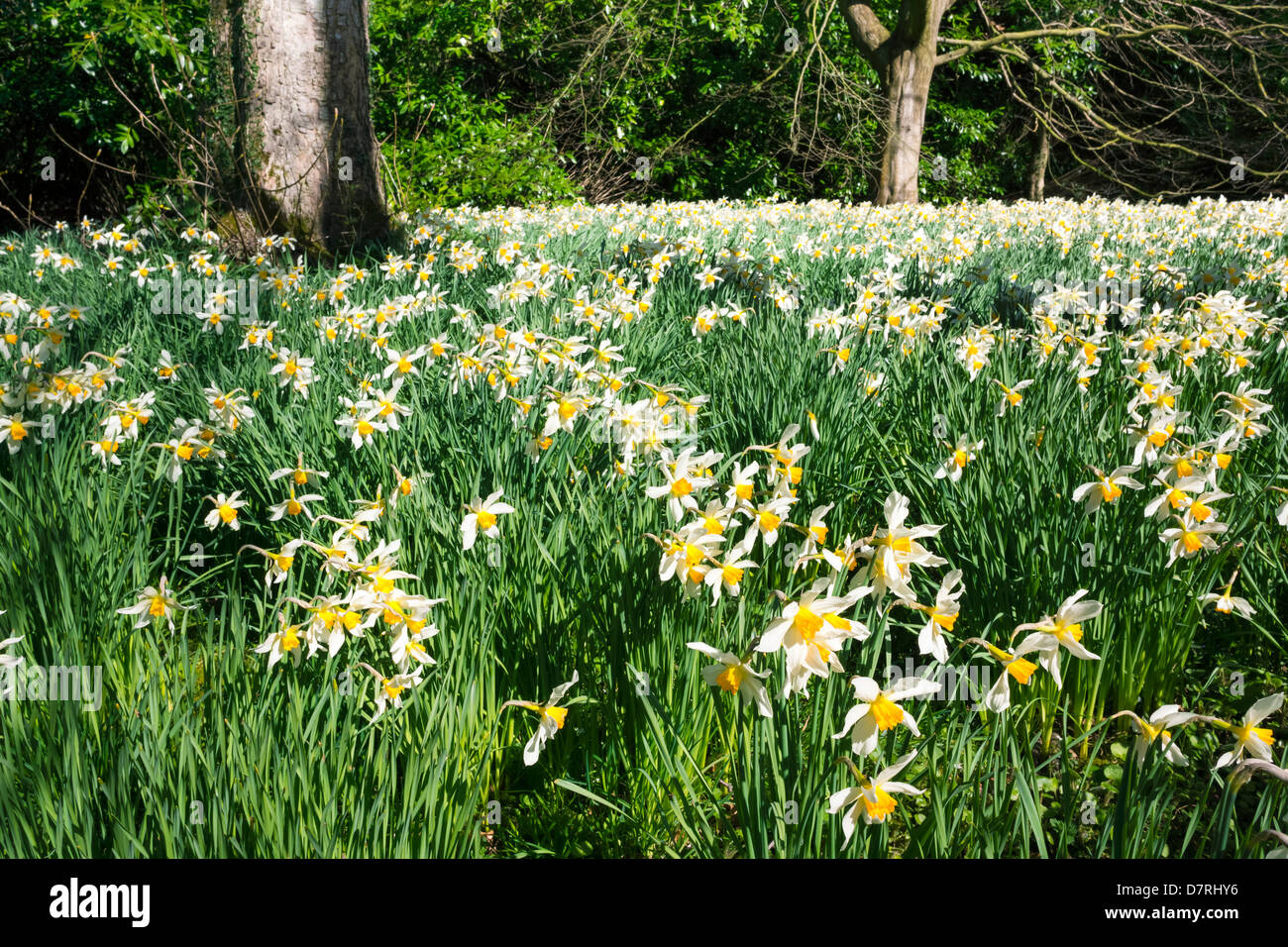 Howick hall and gardens hi-res stock photography and images - Alamy