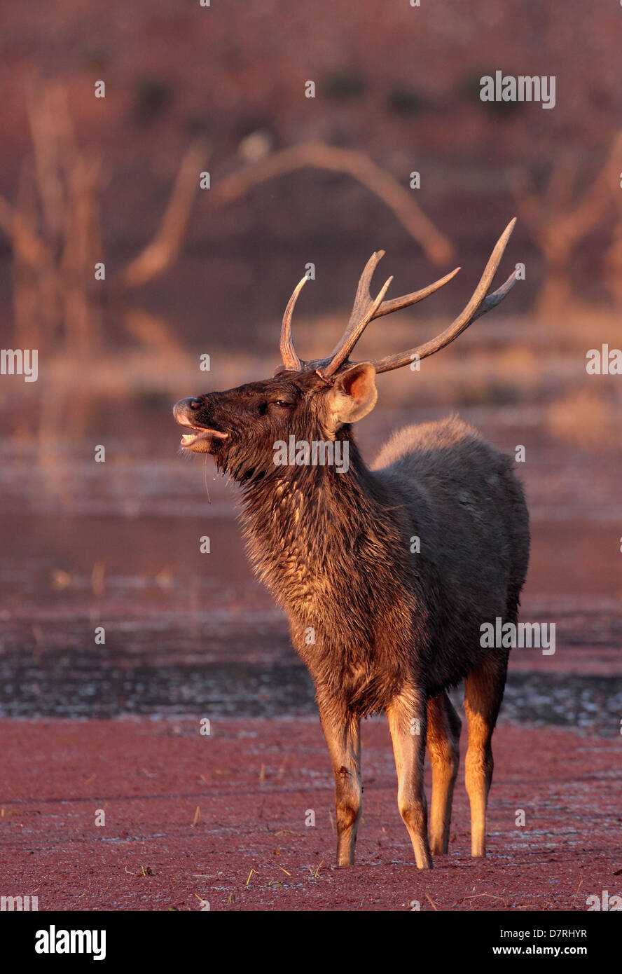 A sambar stag exhibiting flehmen during rutting season in ranthambhore ...