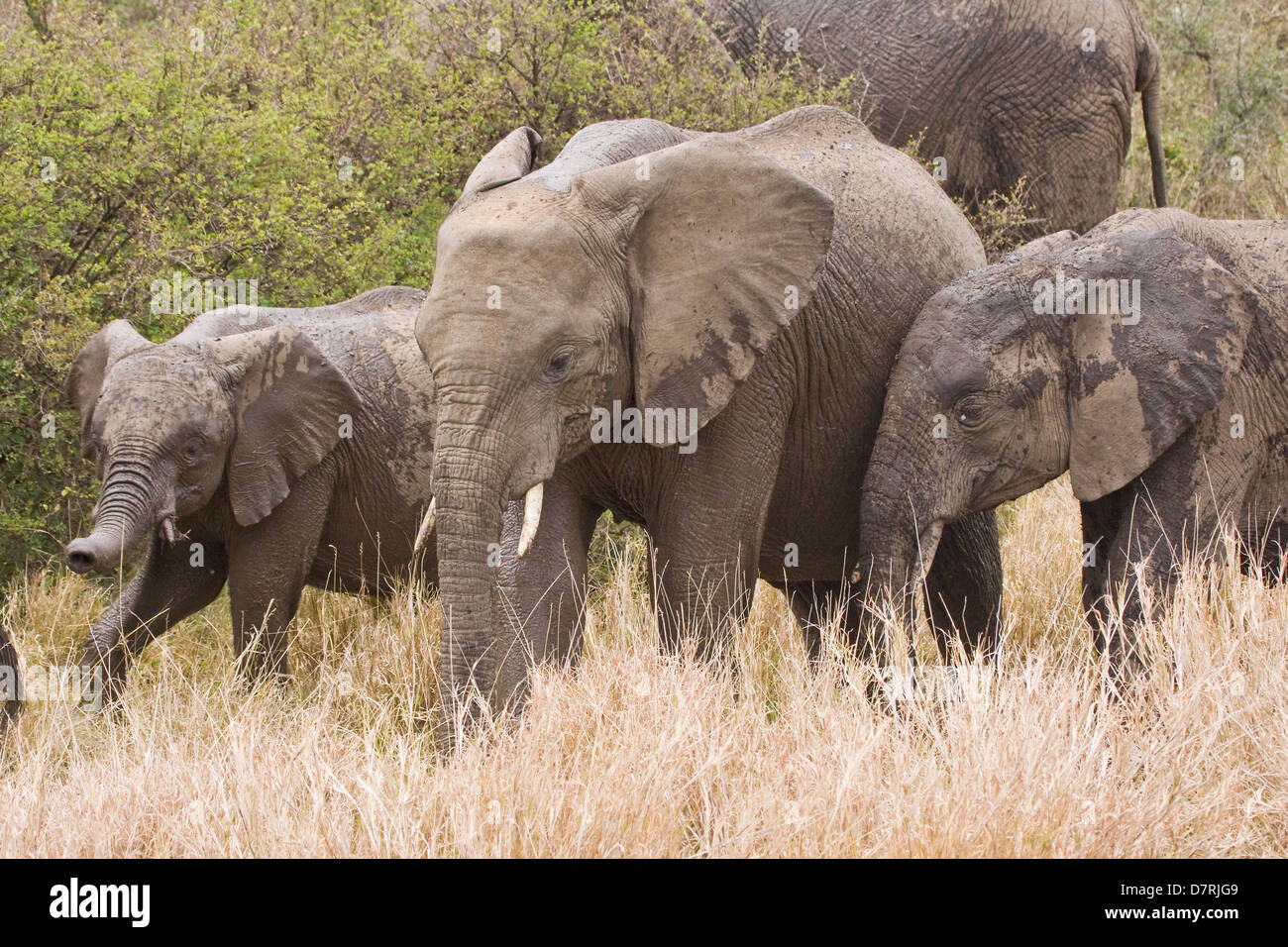 Group adult baby elephants stands hi-res stock photography and images ...