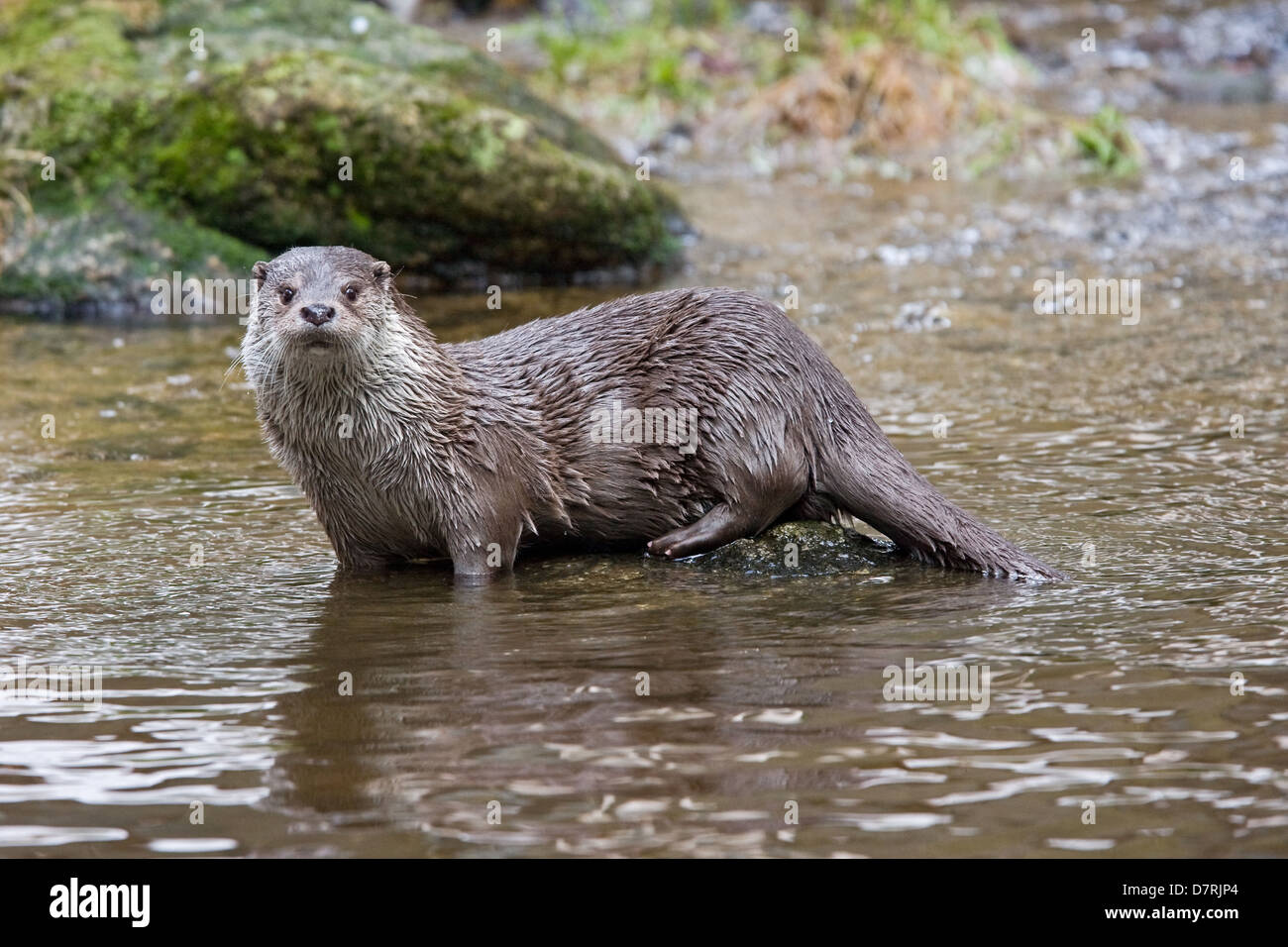 Side view of otters hi-res stock photography and images - Alamy