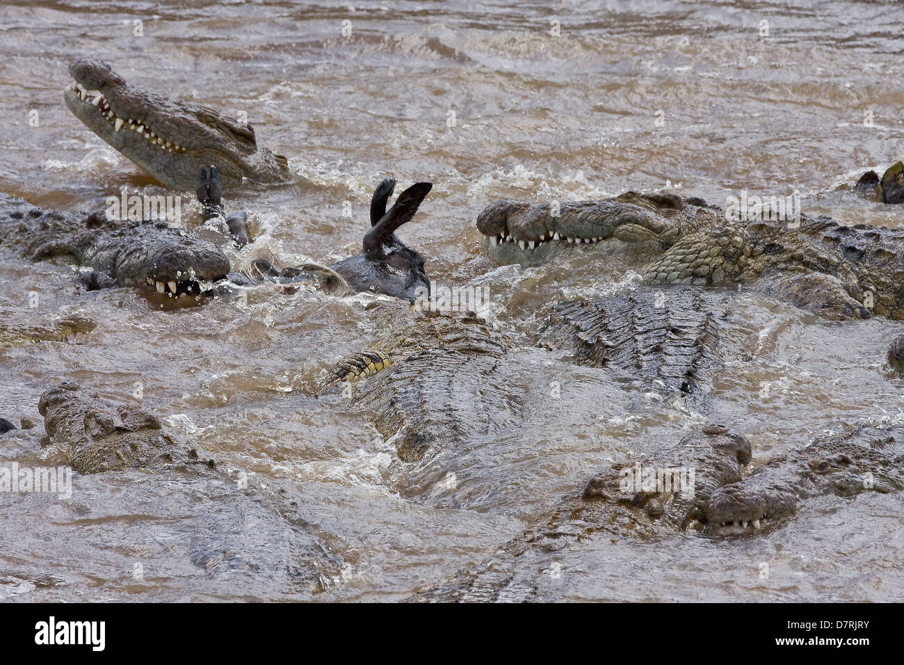Sea crocodiles hi-res stock photography and images - Alamy