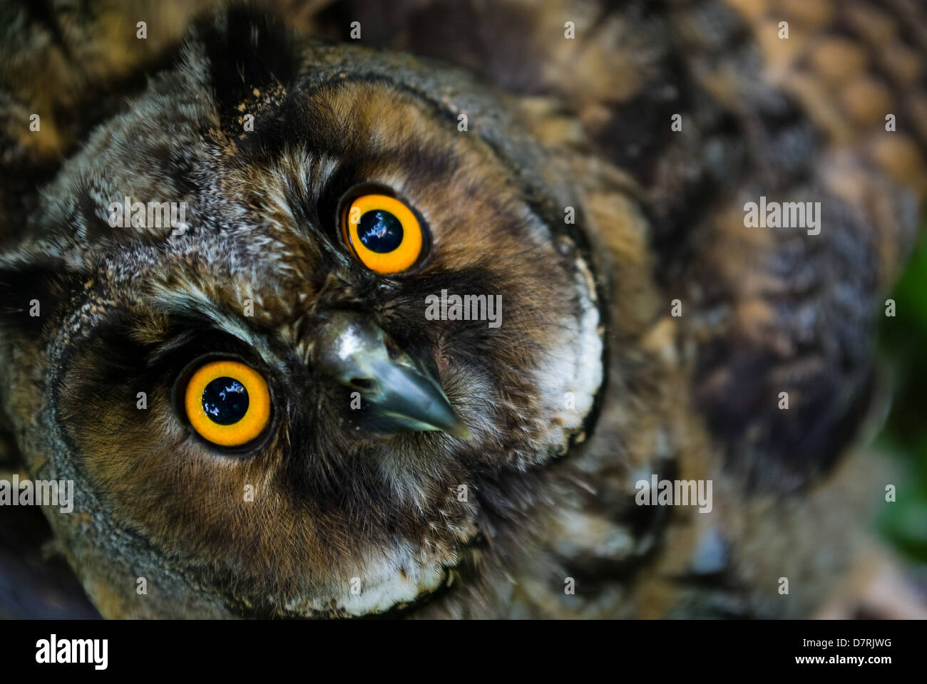 Portrait of an owl Stock Photo - Alamy
