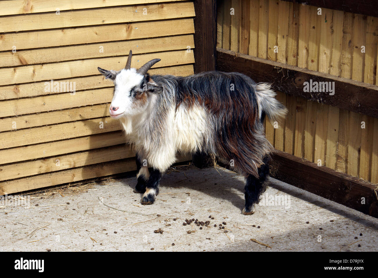 Ram and yew hi-res stock photography and images - Alamy