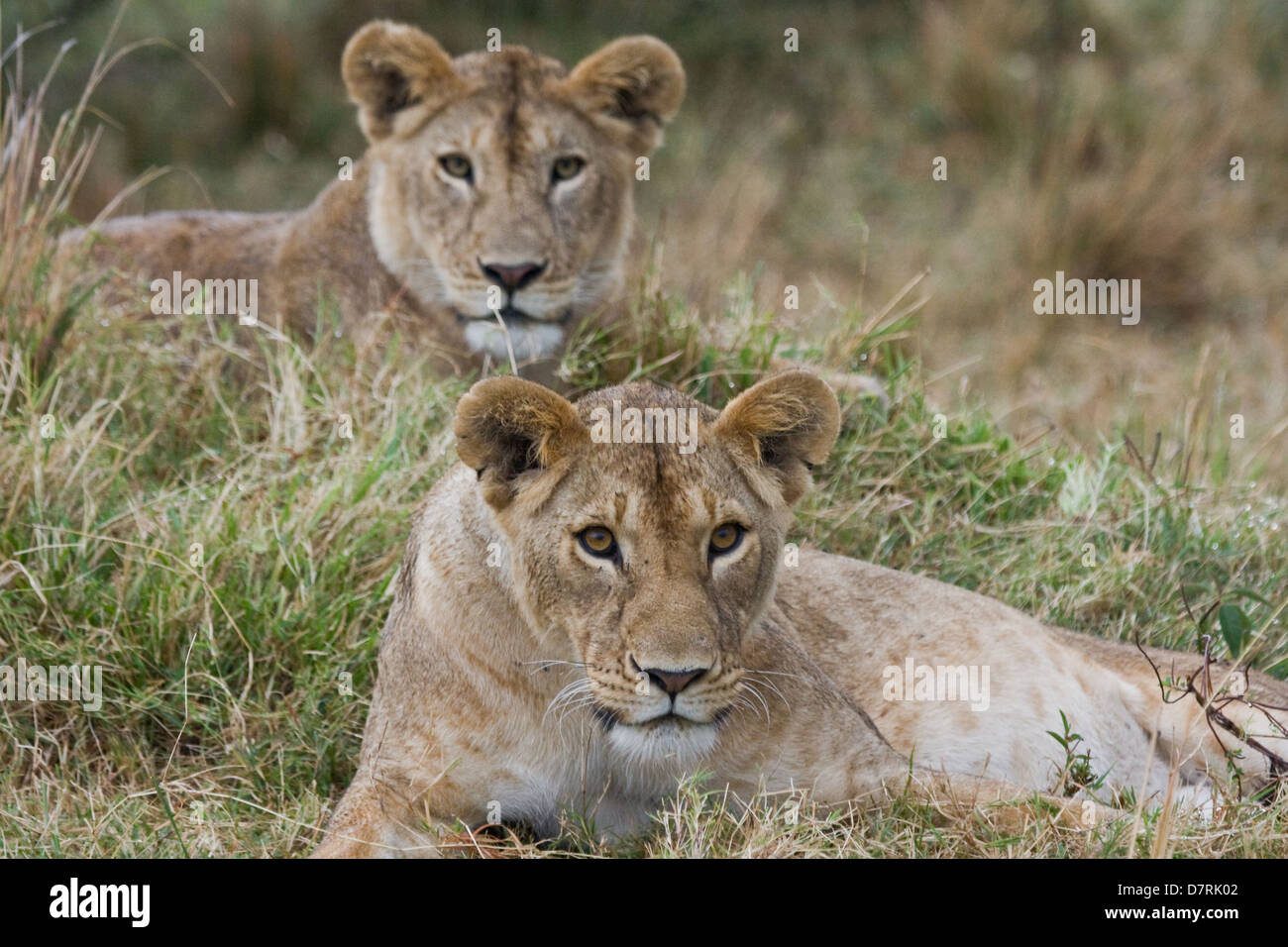 Two lions lie side hi-res stock photography and images - Alamy