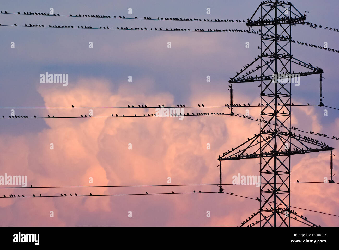 Hundreds of birds on power electric lines Stock Photo - Alamy
