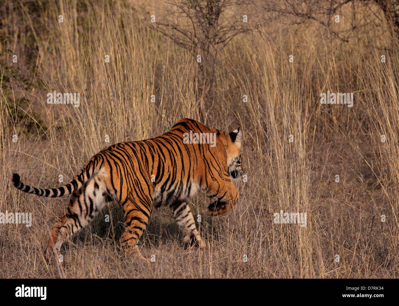 A tigress in Berda area of Ranthambhore Stock Photo - Alamy