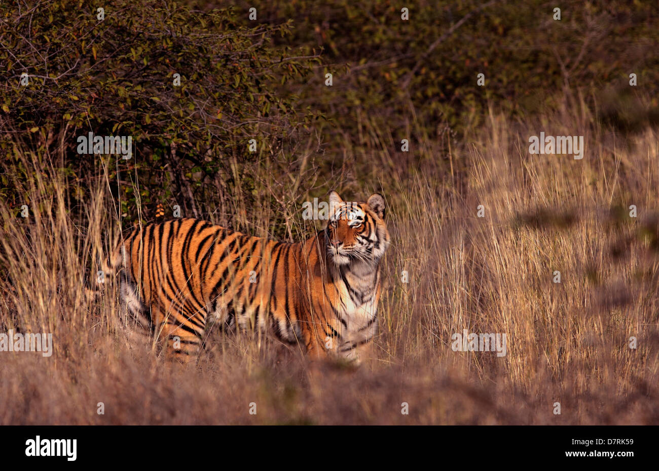 A tigress in Berda area of Ranthambhore Stock Photo - Alamy