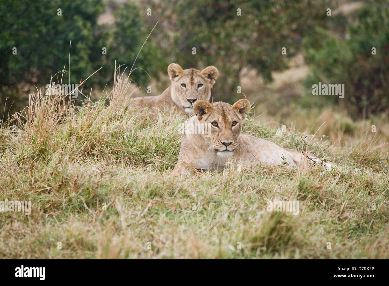 Two lions lie side hi-res stock photography and images - Alamy