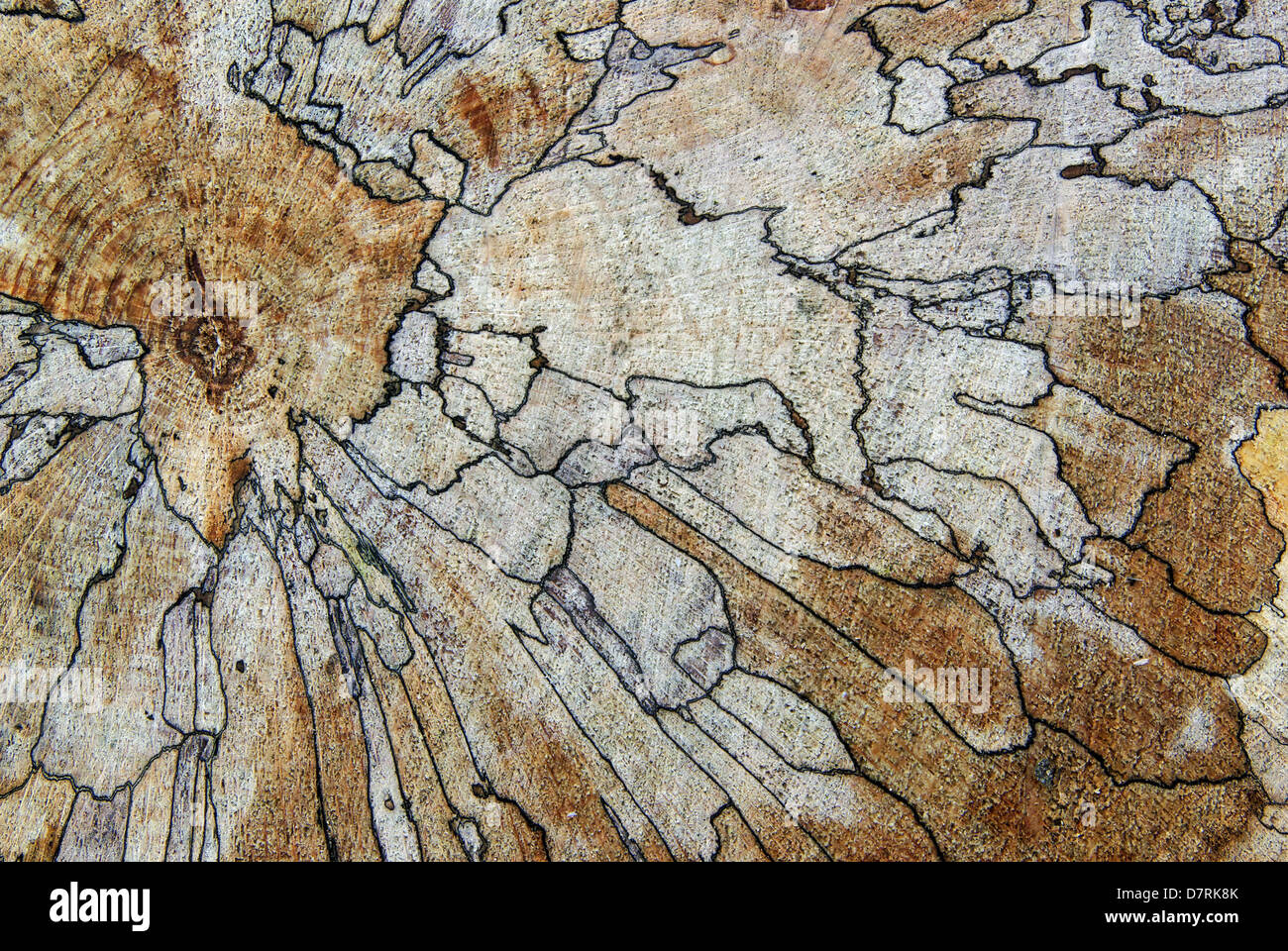 Tree trunk cross section hi-res stock photography and images - Alamy