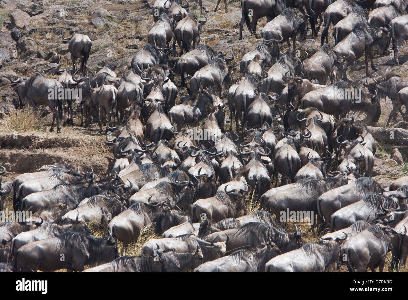 Wildebeest gnu kenya veldt migration hi-res stock photography and ...
