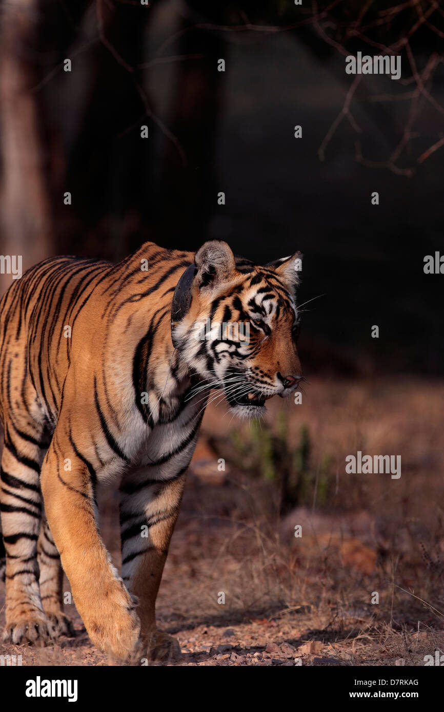 Radio collared wildlife hi-res stock photography and images - Alamy