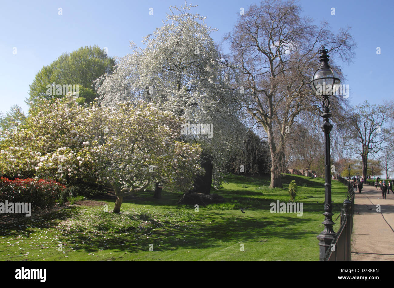 Spring Blossom at Hyde Park London Stock Photo - Alamy