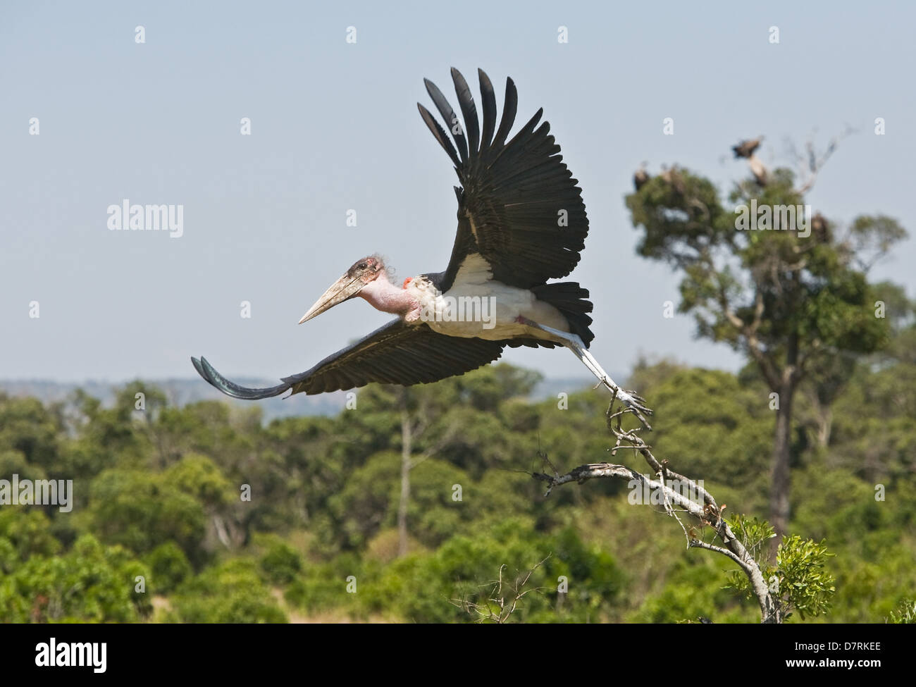 Flying marabou storks hi-res stock photography and images - Alamy