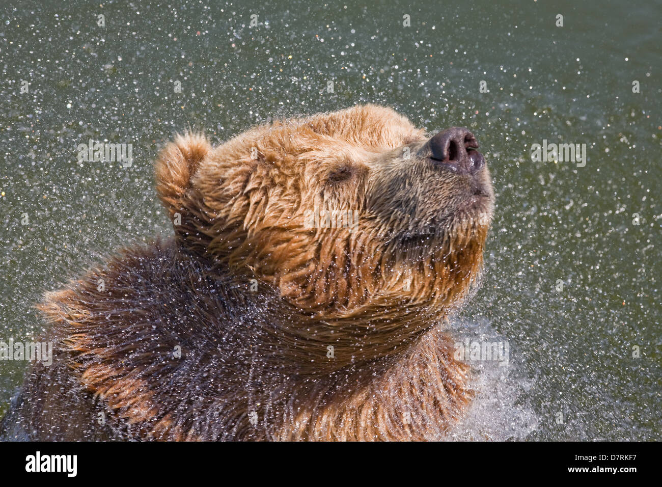 Kodiak bears hi-res stock photography and images - Alamy