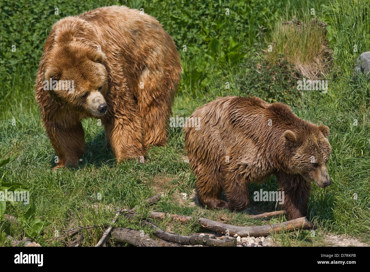 Kodiak brown hi-res stock photography and images - Alamy