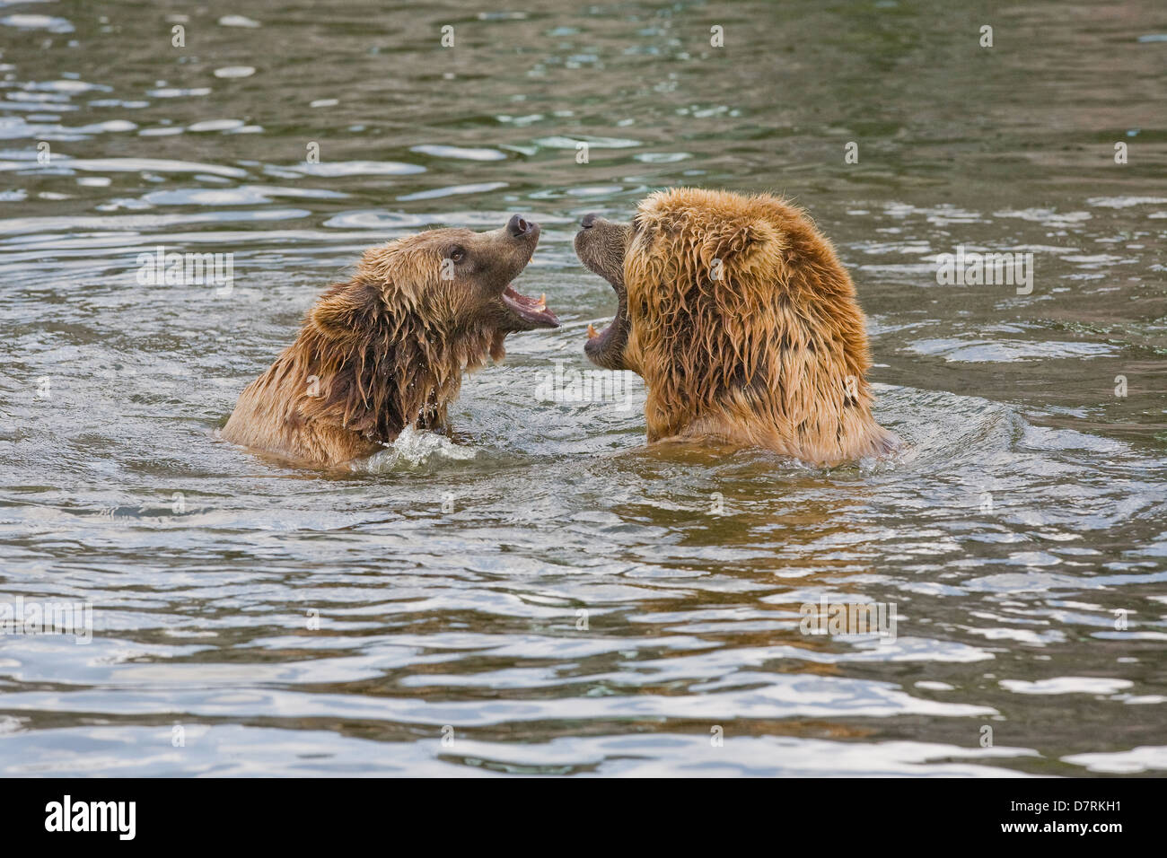 Kodiak bear fighting hi-res stock photography and images - Alamy