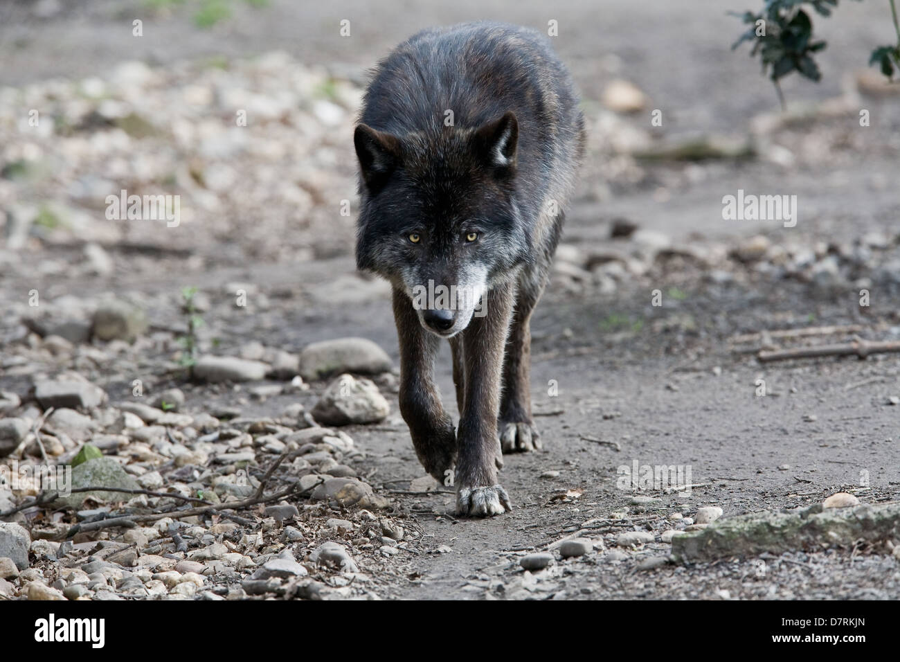Eastern Timber Wolf Range