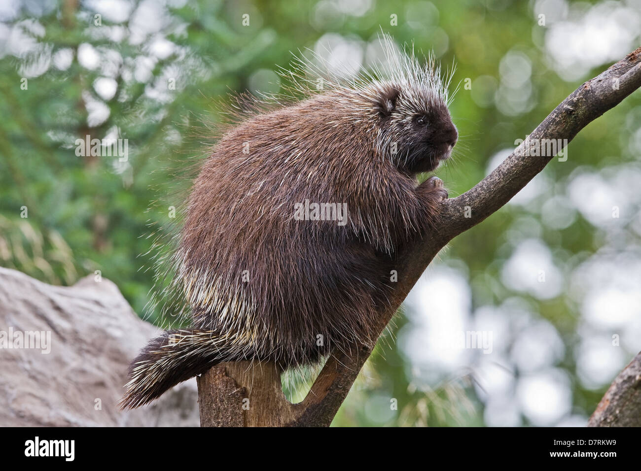 north american porcupine Stock Photo - Alamy