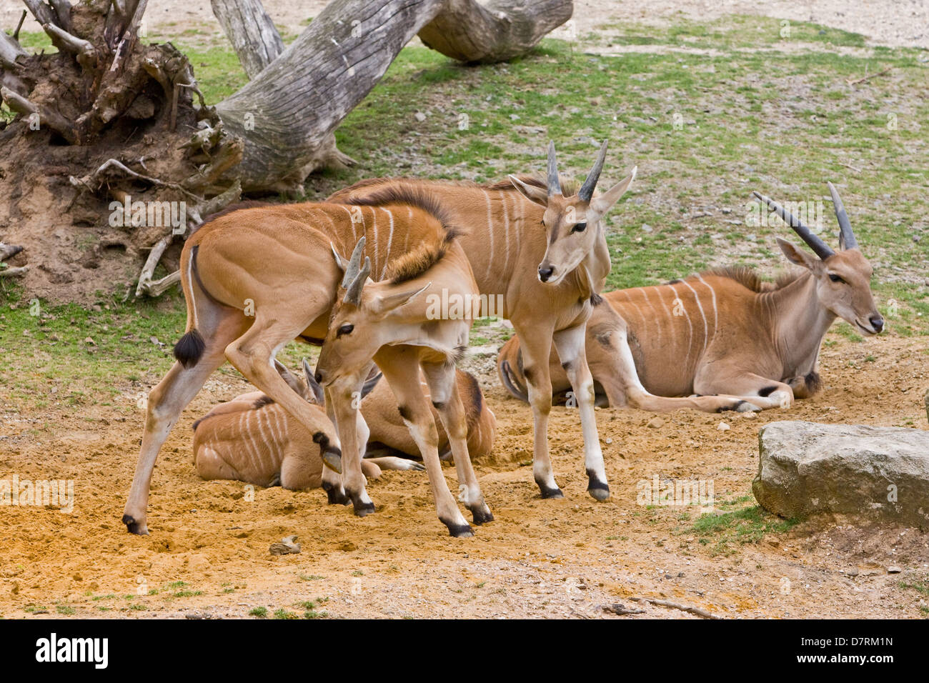 Common eland antelope hi-res stock photography and images - Alamy