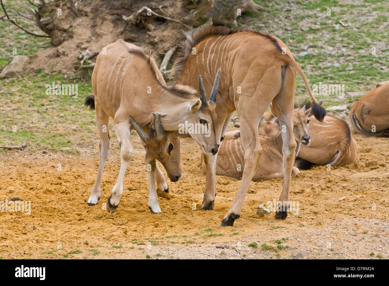 Two eland hi-res stock photography and images - Alamy