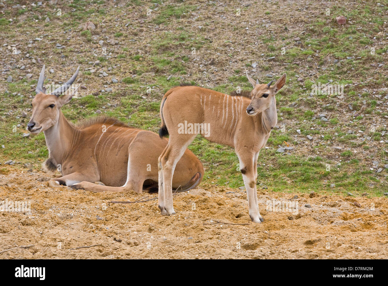 Two eland hi-res stock photography and images - Alamy