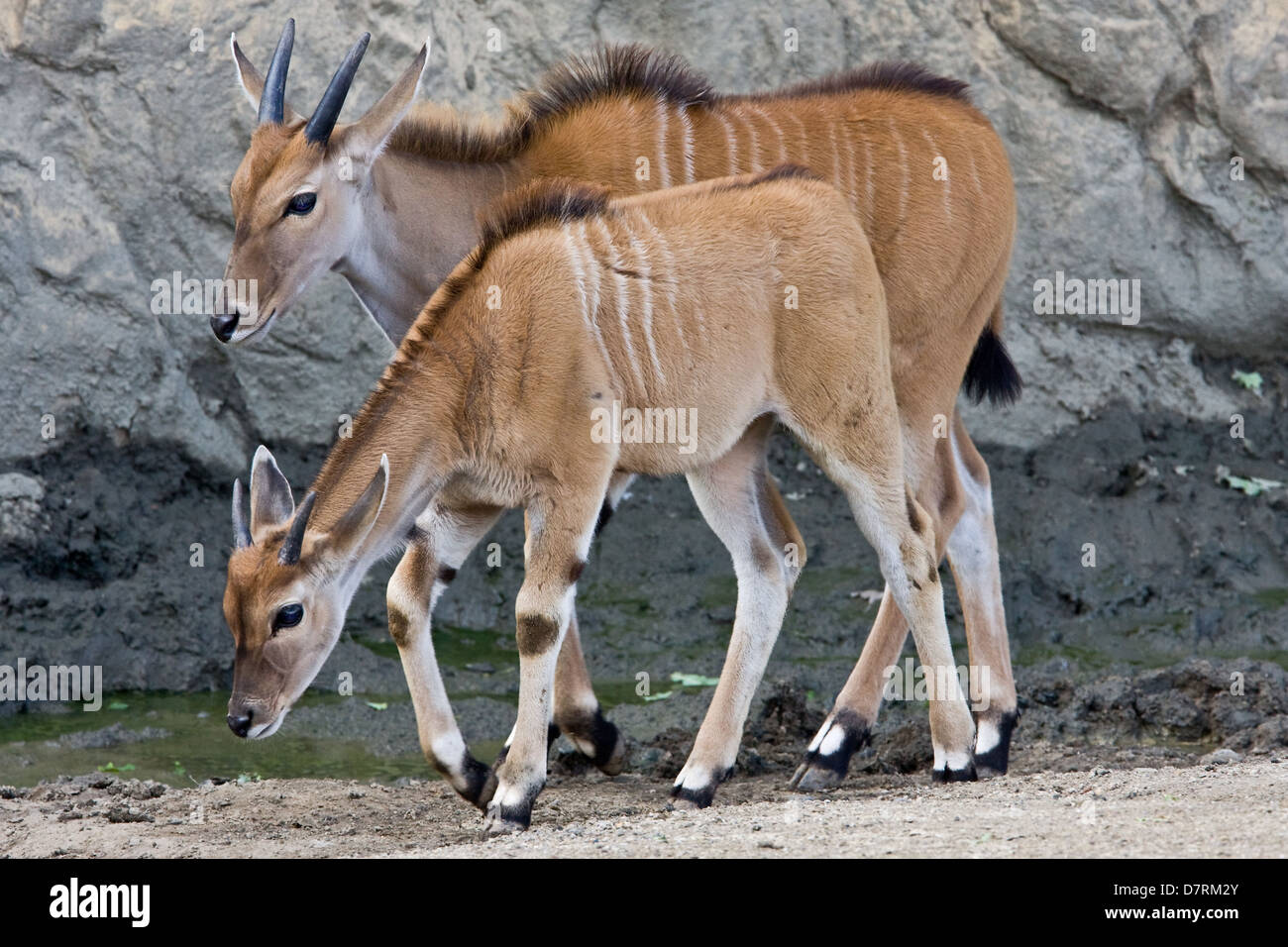 Two eland hi-res stock photography and images - Alamy