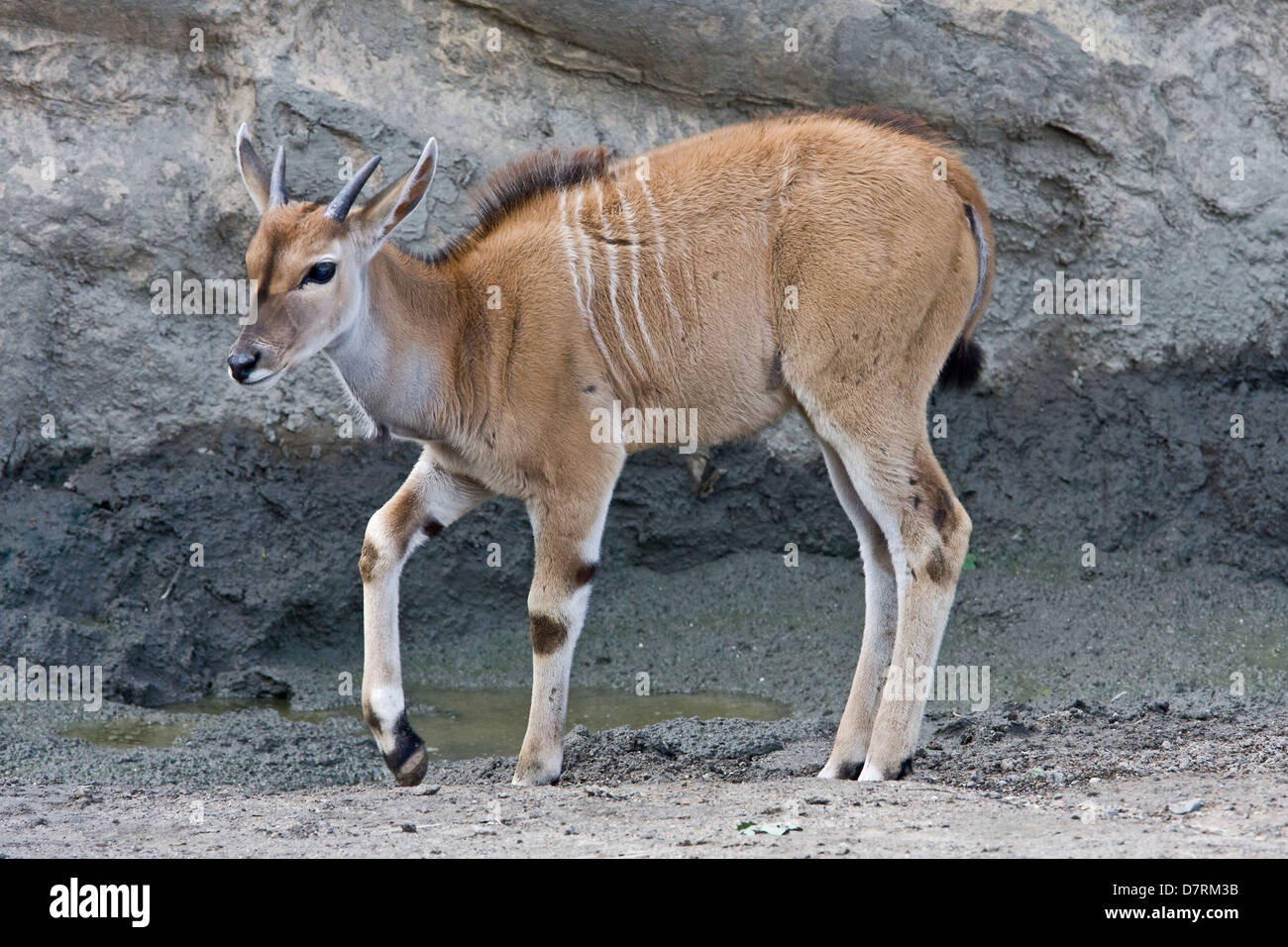 Eland walking hi-res stock photography and images - Alamy