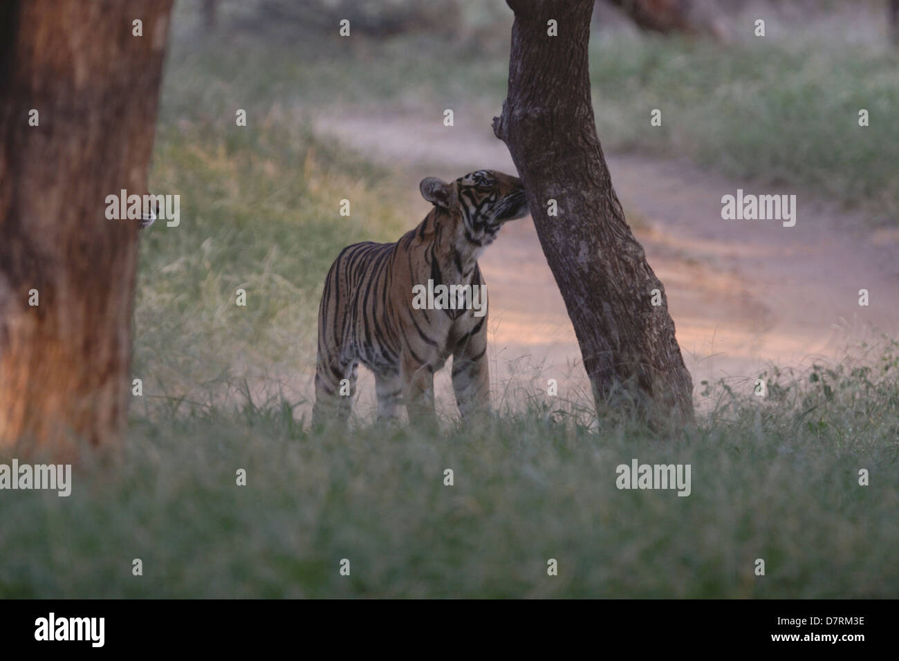 Mother Tigress giving training to her cubs in the Jungle Stock Photo ...