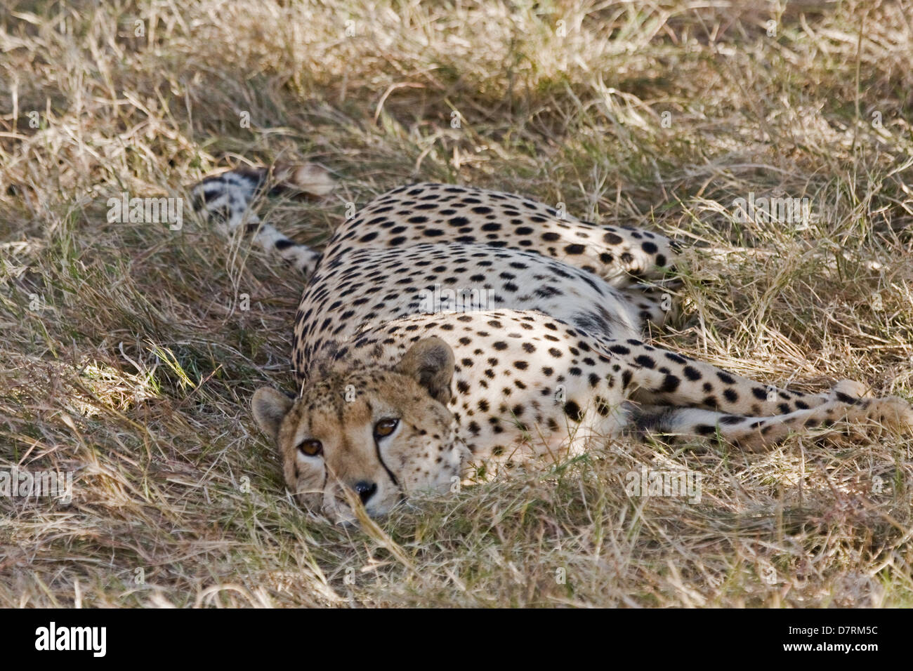 Cheetahs hunting hi-res stock photography and images - Alamy