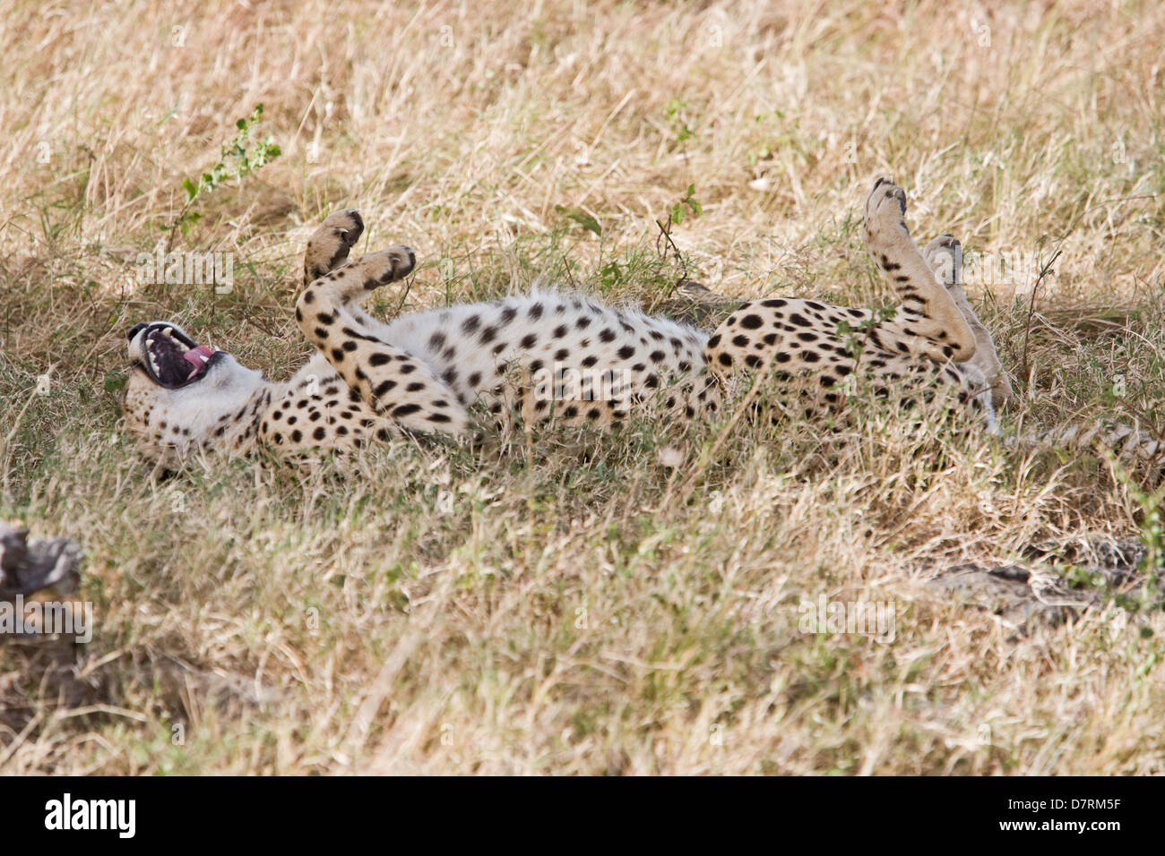 Leopard rolling hi-res stock photography and images - Alamy
