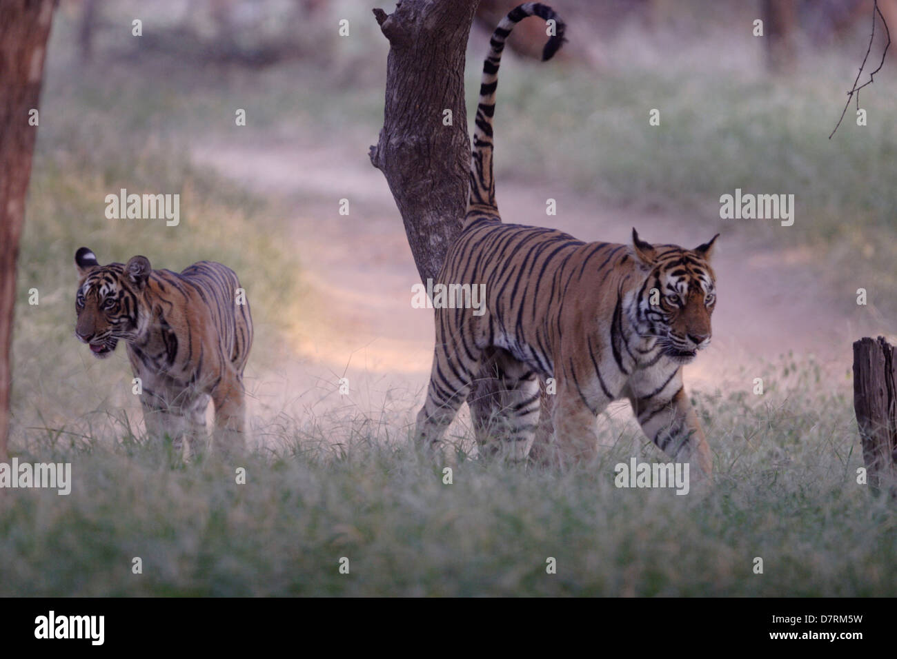 Mother Tigress giving training to her cubs in the Jungle Stock Photo ...