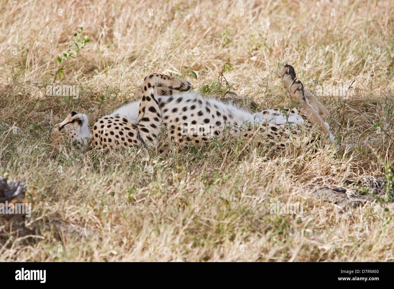 Leopard rolling hi-res stock photography and images - Alamy