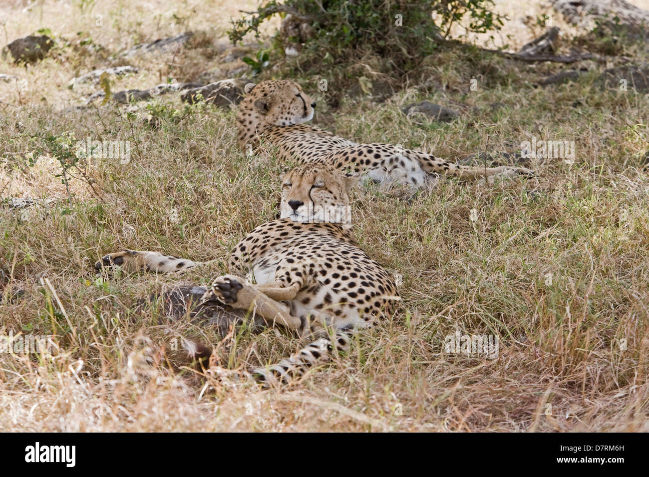 Cheetahs hunting hi-res stock photography and images - Alamy