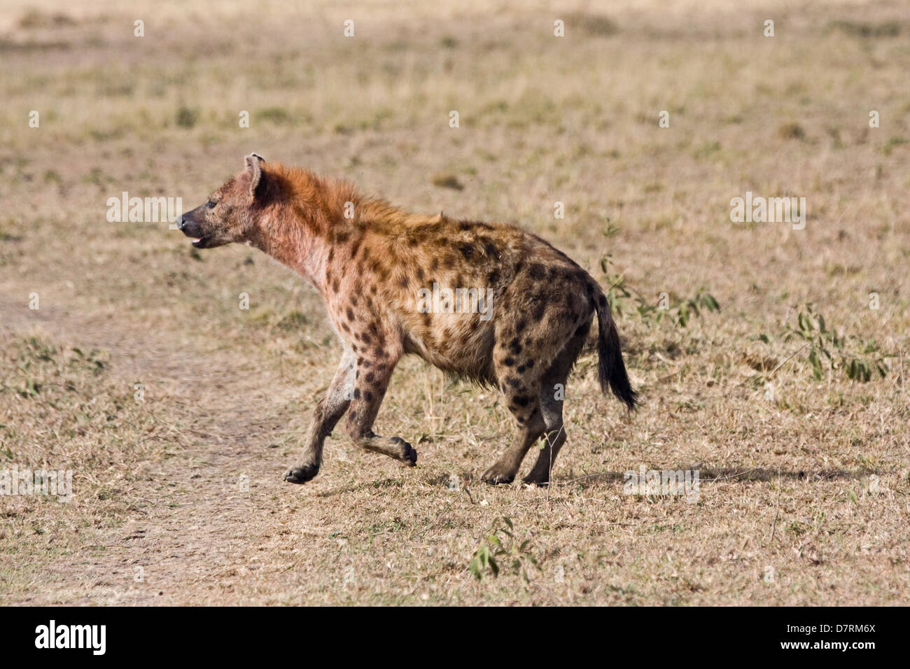Side view running hyena hi-res stock photography and images - Alamy