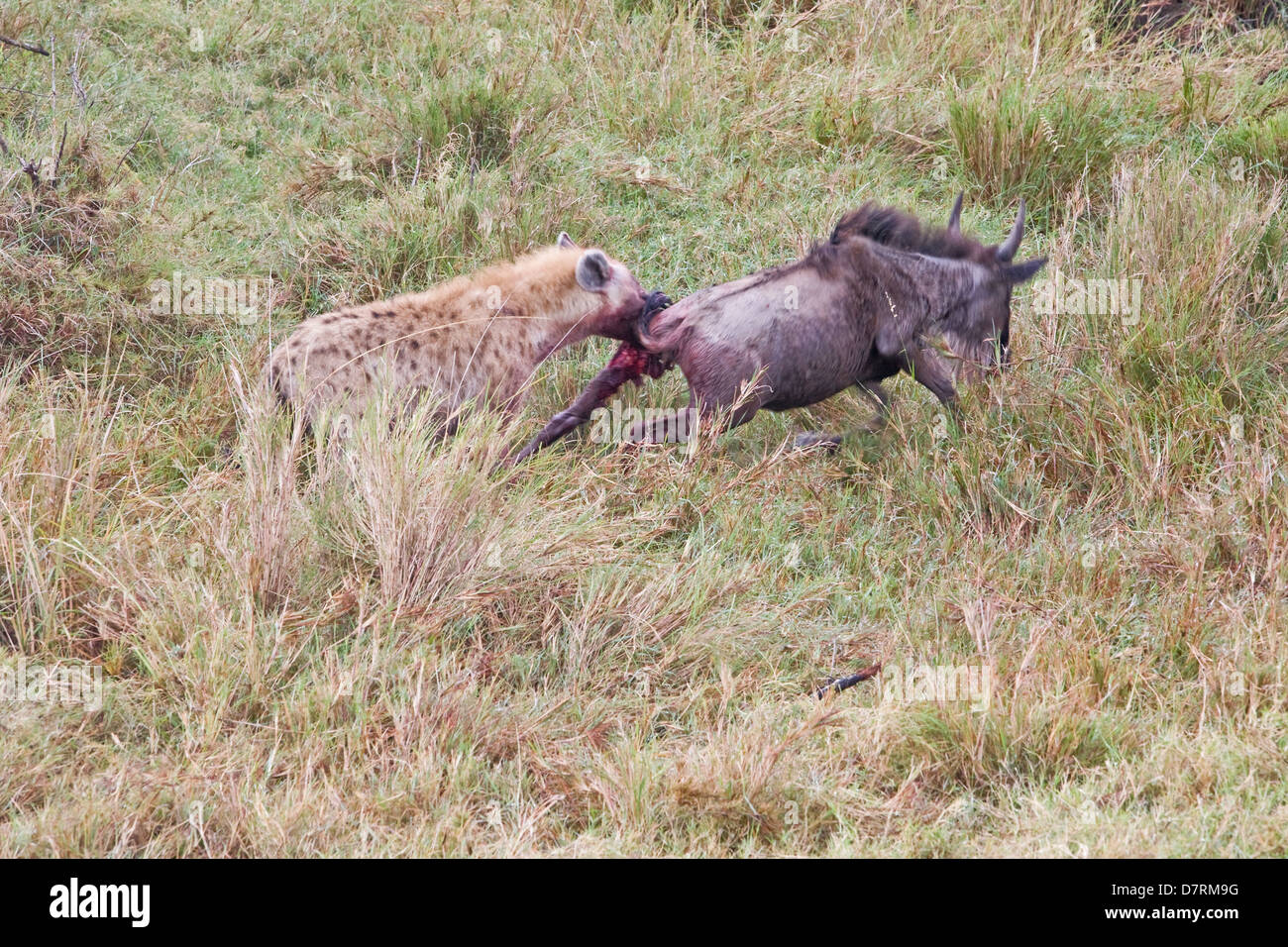 Hyena attack hi-res stock photography and images - Alamy
